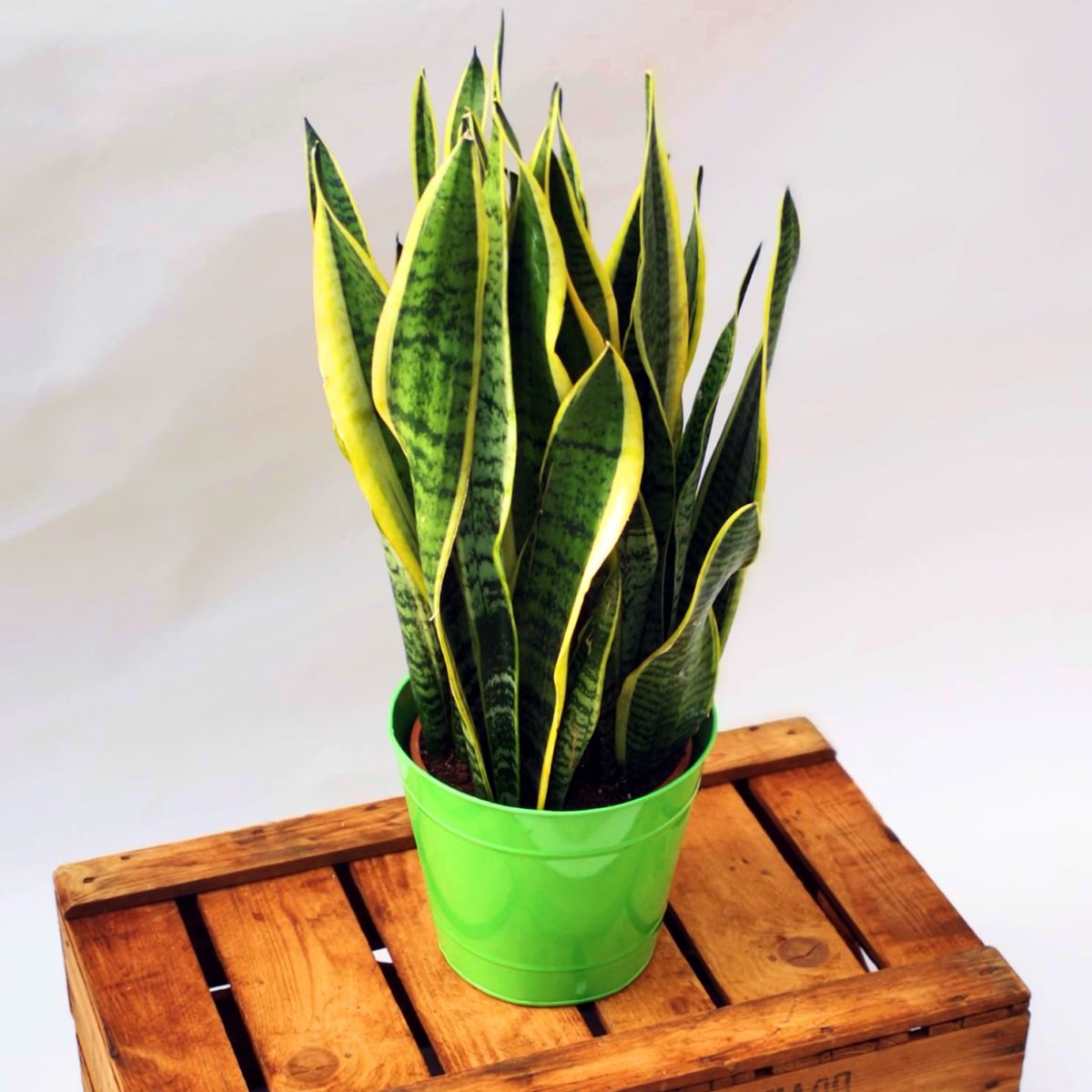 Sansevieria - Floricoltura Radaelli